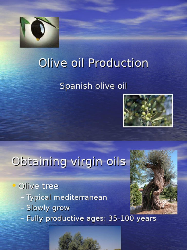 Olive Oil Production Process Overview | PDF | Olive | Olive Oil