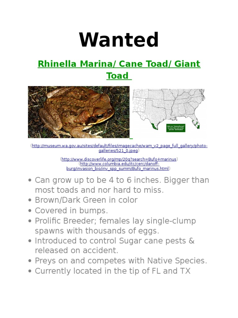 Cane Toad Wanted Poster | PDF