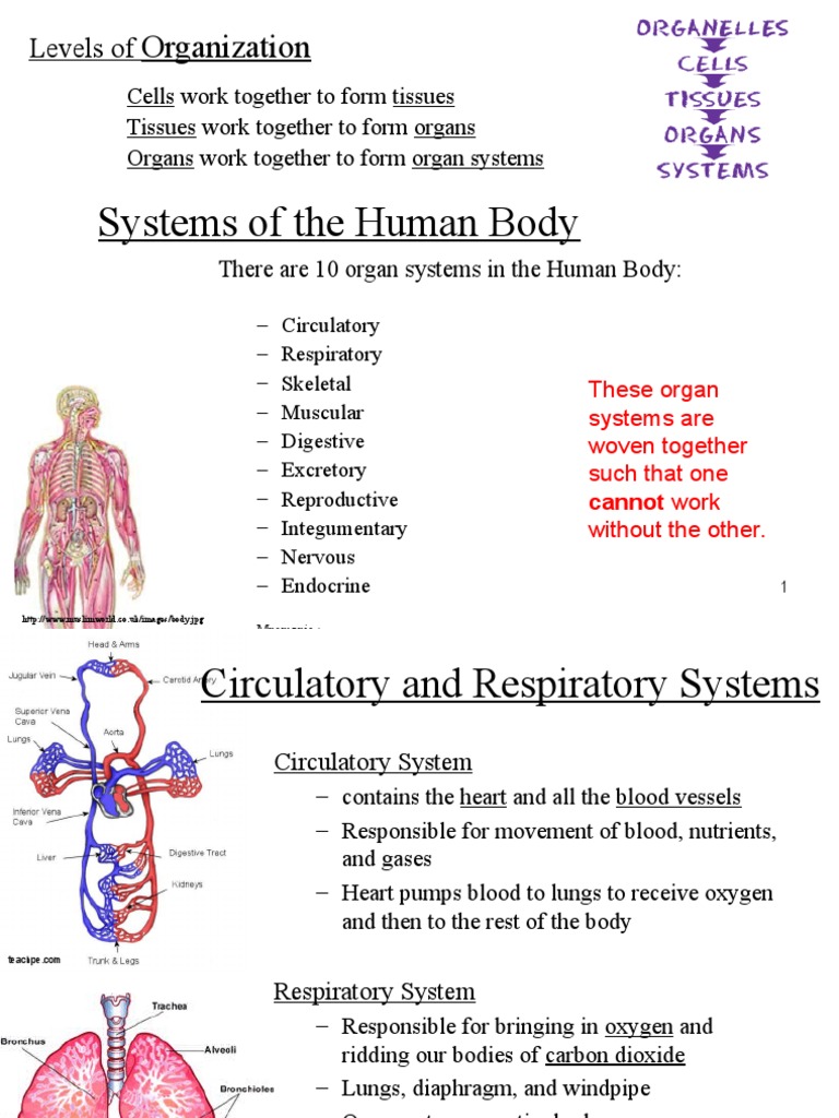 Systems of The Human Body: Organization | PDF | Human Body | Skin