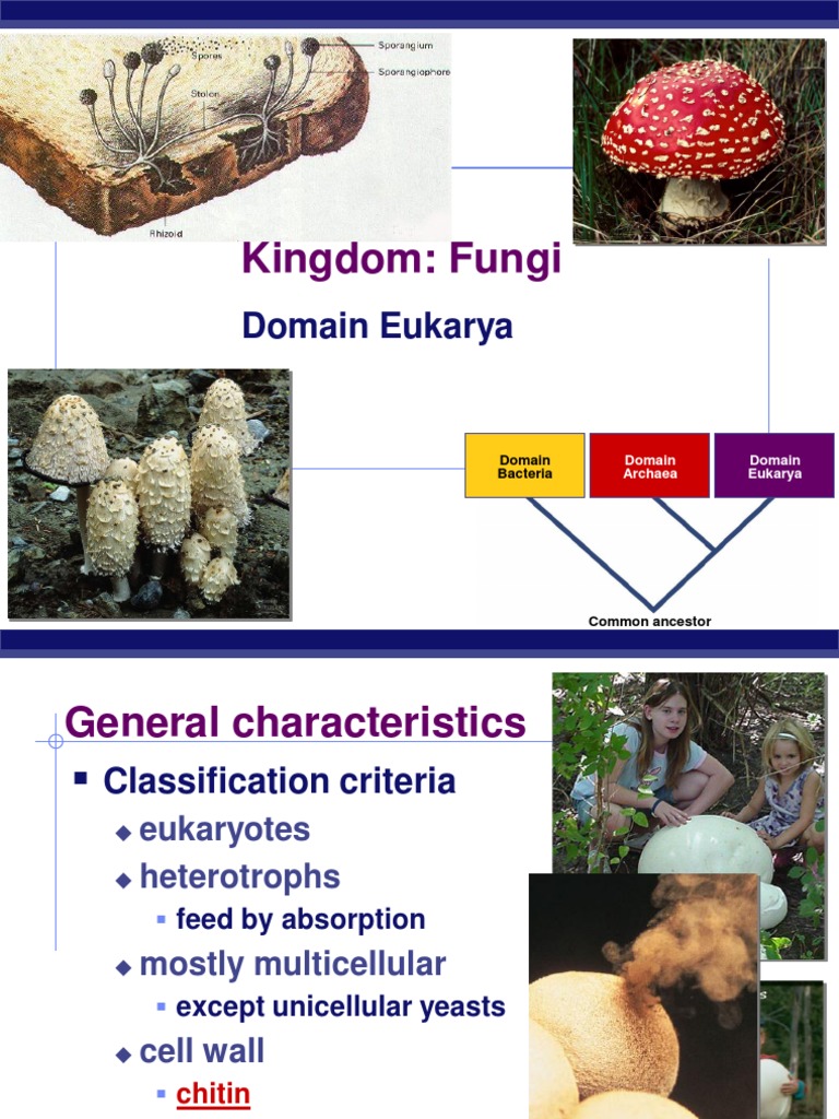 Kingdom: Fungi: Domain Eukarya | PDF