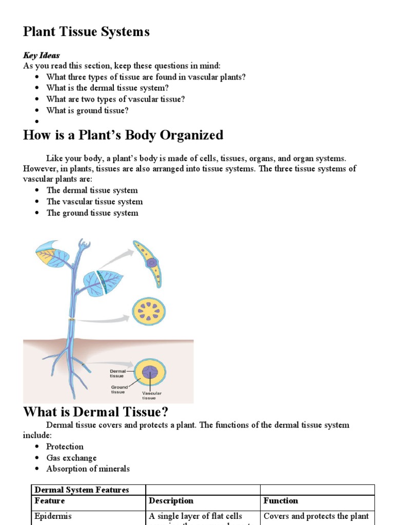 Plant Tissue Systems | Download Free PDF | Tissue (Biology) | Stoma