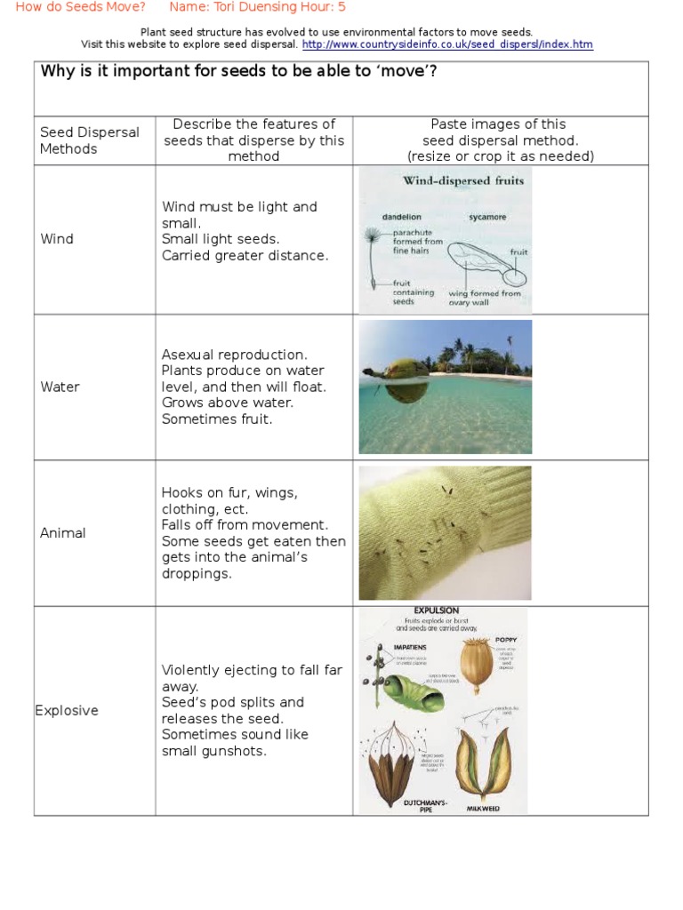 Seed Dispersal Methods Explained | PDF | Home & Garden | Science ...