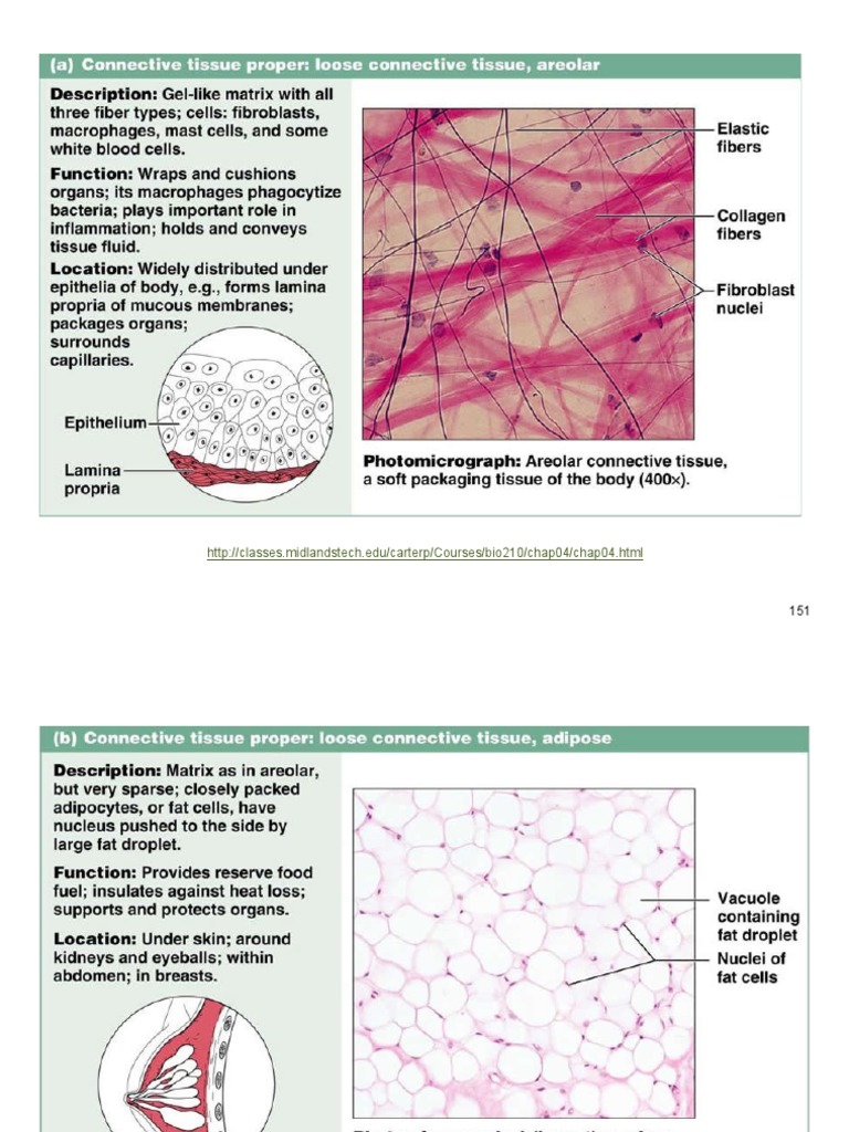04b Connective Tissue Charts | PDF | Bone Marrow | Bone