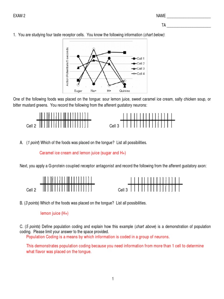 Exam 2 Answer Key | PDF | Taste | Visual System