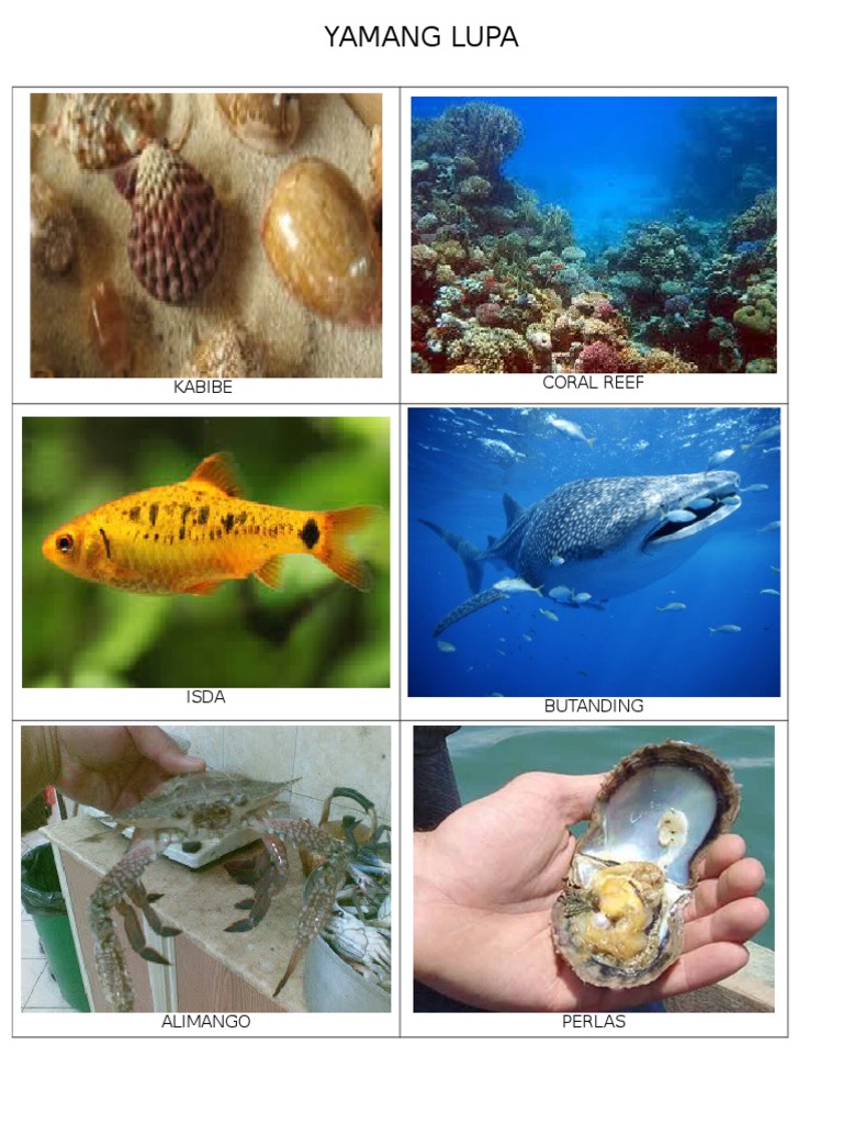 Yamang Tubig Sa Pilipinas