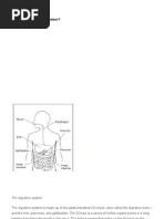 Digestive System Flowchart Explained | PDF | Digestion | Human ...