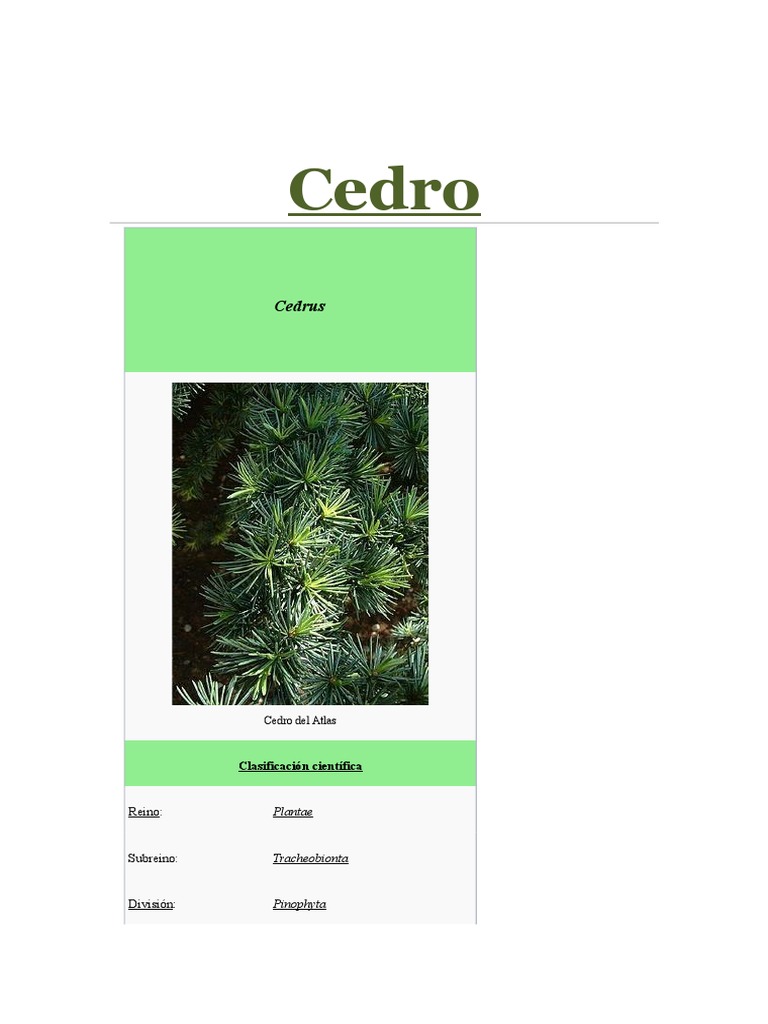 Cedro | PDF | Silvicultura | Botánica