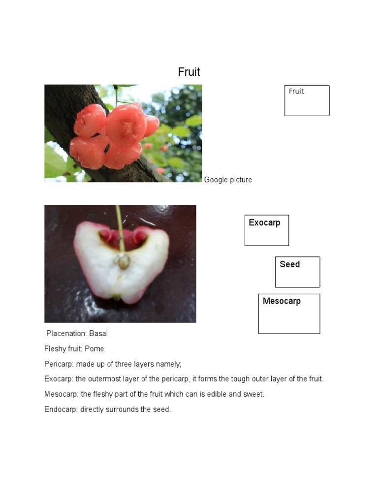 Tambis Fruit & Leaf | PDF