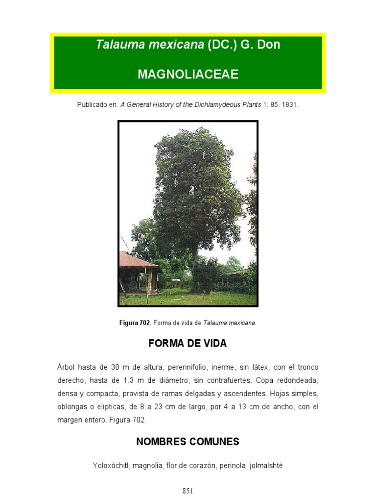 Talauma mexicana: características y usos | PDF | Semilla | Arboles