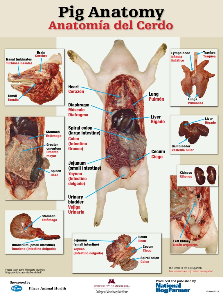 Anatomia Del Cerdo PDF | PDF | Tracto gastrointestinal | Intestino delgado