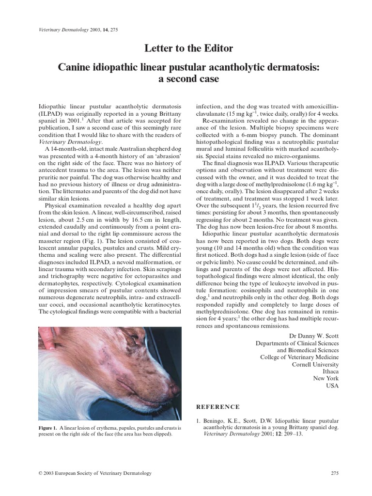 Canine Idiopathic Linear Pustular Acantholytic Dermatosis - A Second ...