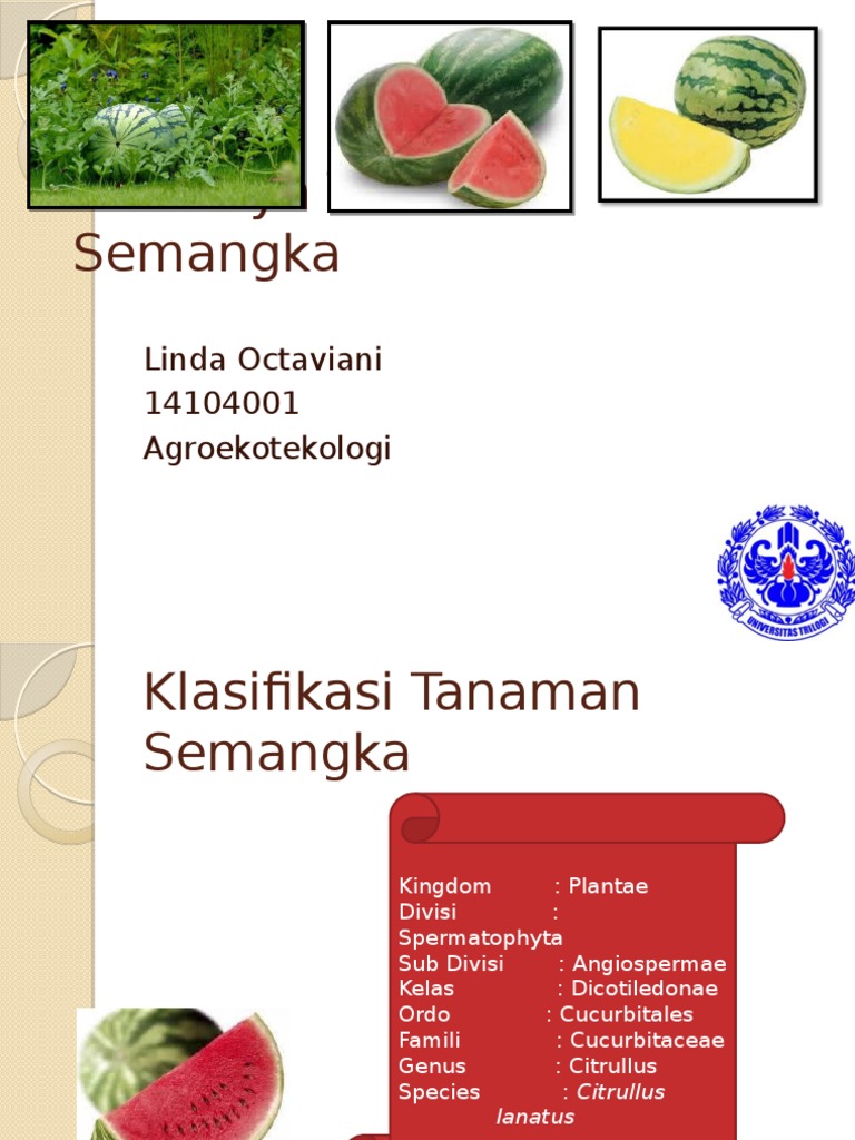 Budidaya Tanaman Semangka | PDF