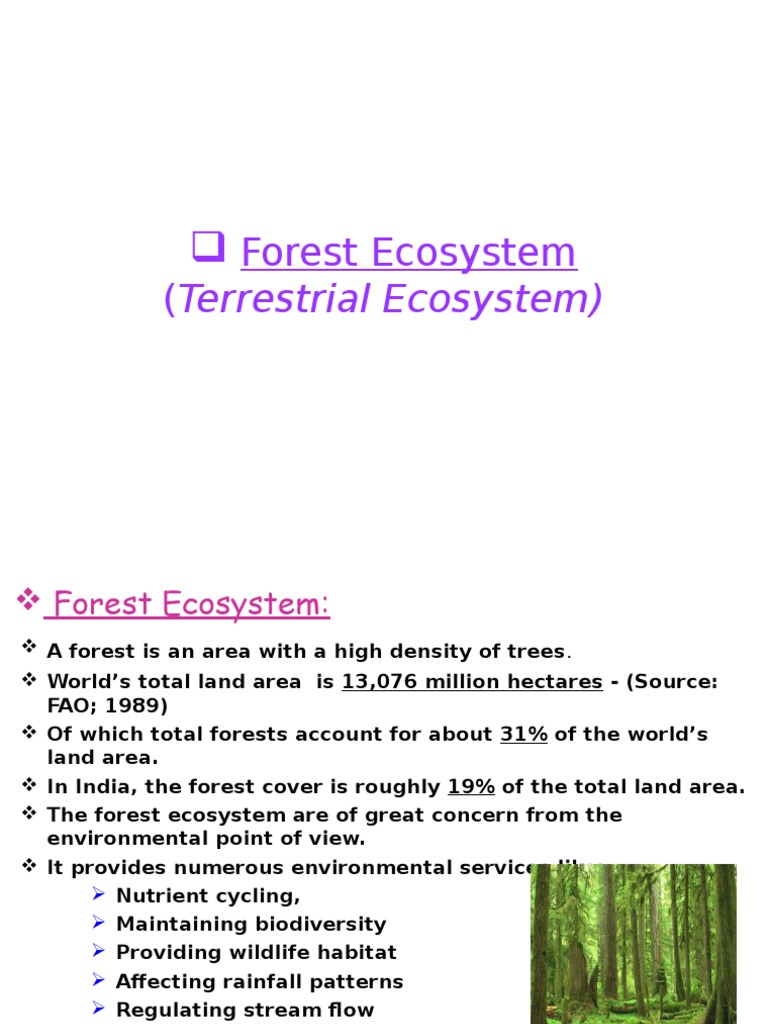 Forest Ecosystem (Terrestrial Ecosystem) | PDF | Food Web | Aquatic ...