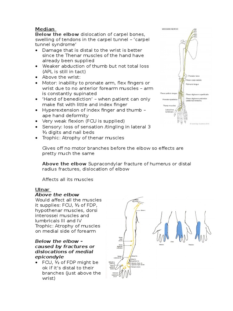Effects of Cutting of Nerves | PDF | Elbow | Anatomical Terms Of Motion