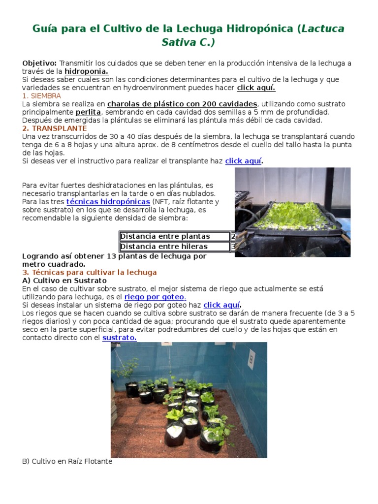 Guía para El Cultivo de La Lechuga | PDF | Lechuga | Botánica