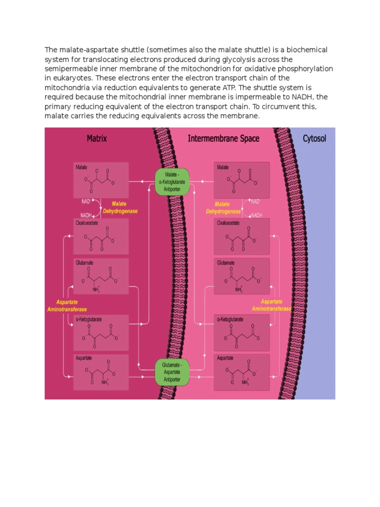 Malate Aspartate Shuttle Biotechnology Biochemistry