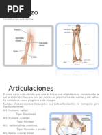 Mano de Predicador | PDF | Mano | Anatomía humana