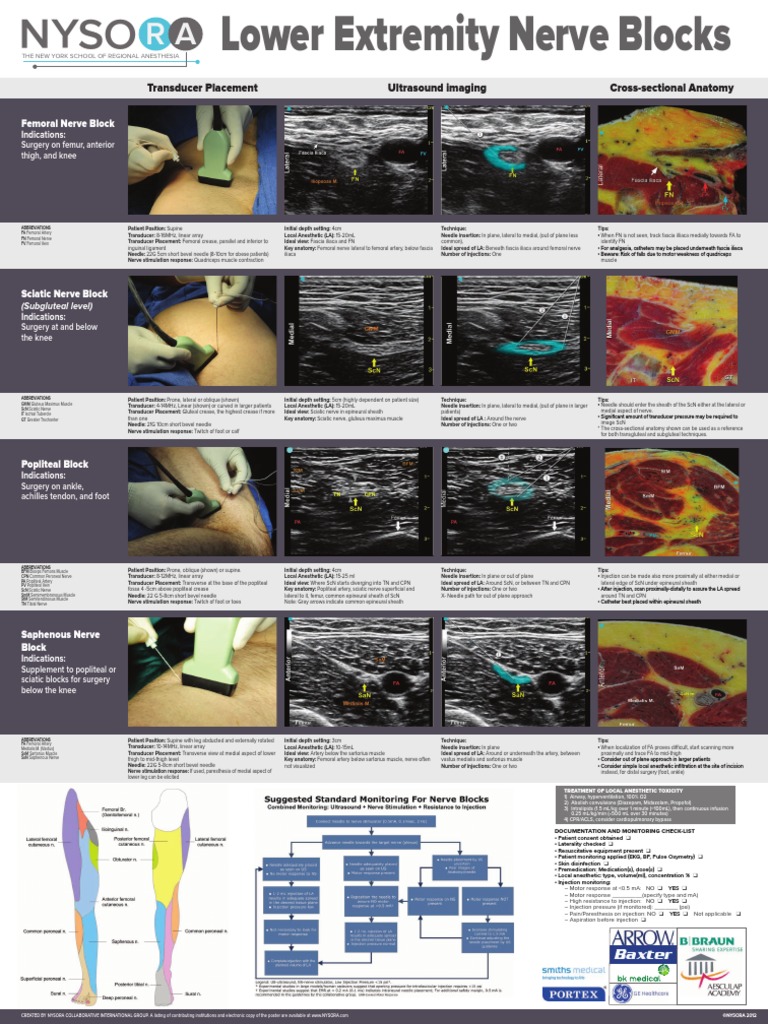 Lower Extremity Nerve Blocks NYSORA | PDF | Human Leg | Lower Limb Anatomy