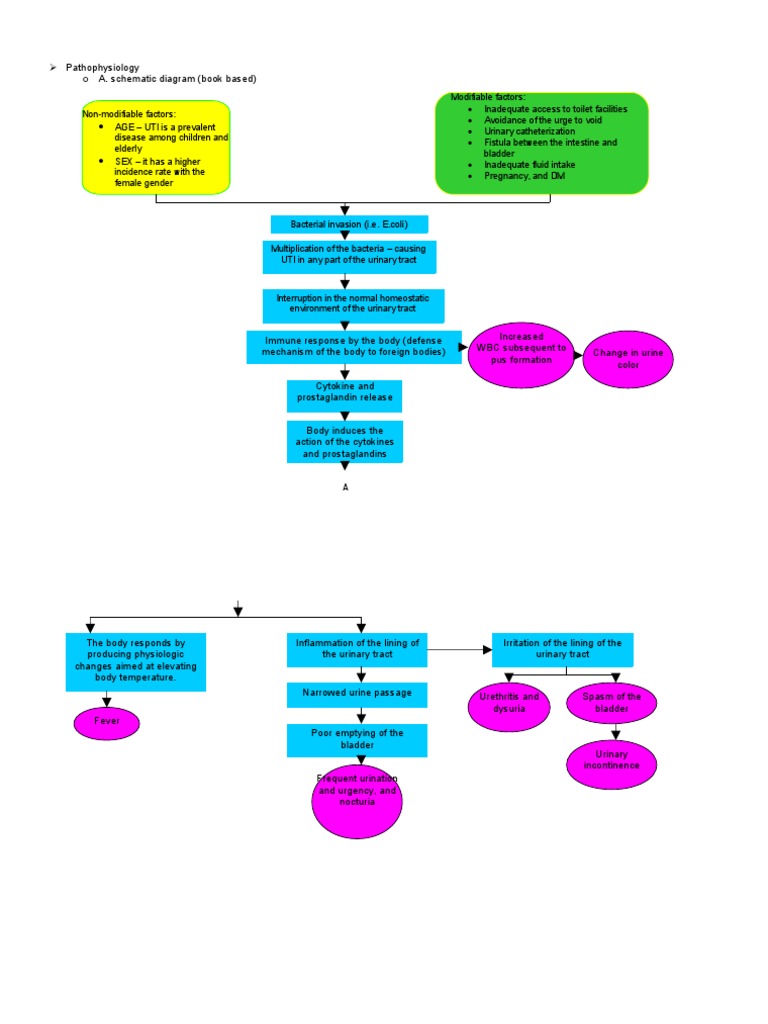 Urinary Tract Infection Pathophysiology Diagram