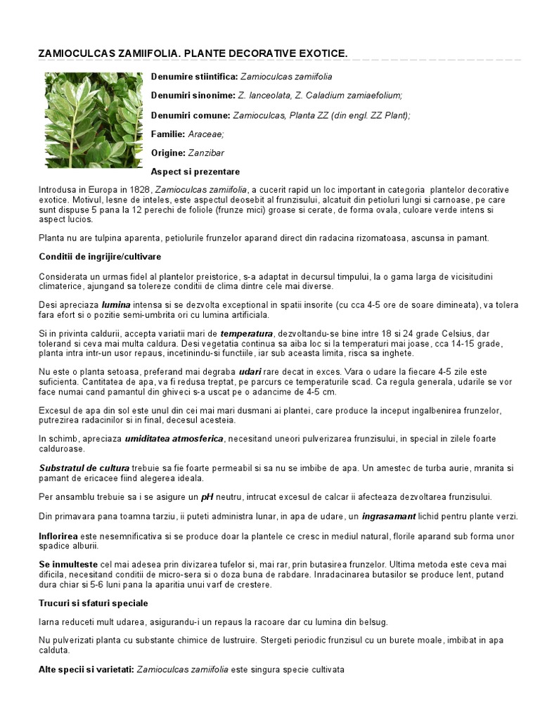 Plante de Camera | PDF