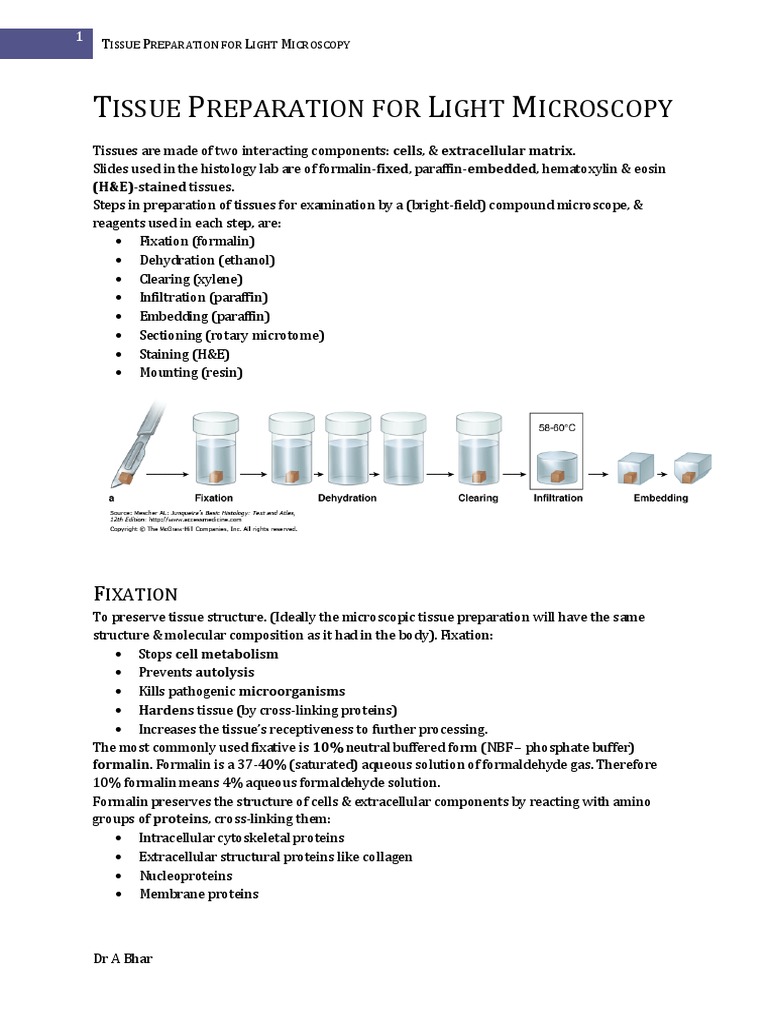 Tissue Preparation For Light Micros | PDF | Staining | Fixation (Histology)