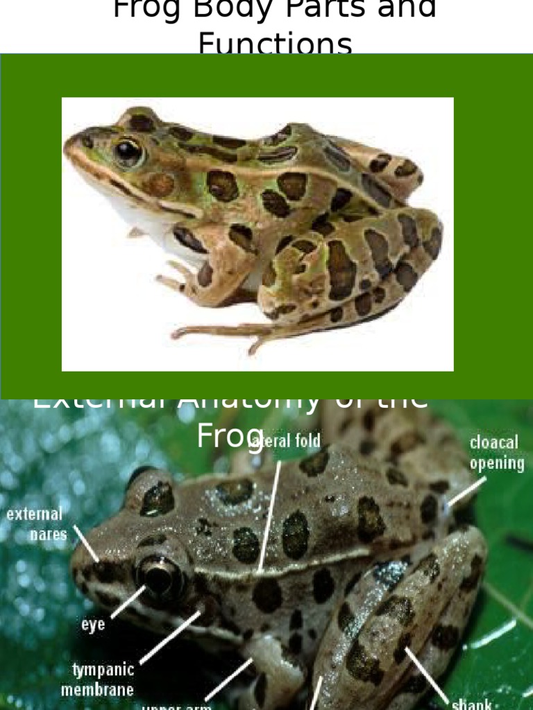 Frog Anatomy and Functions Explained | PDF | Human Digestive System | Heart