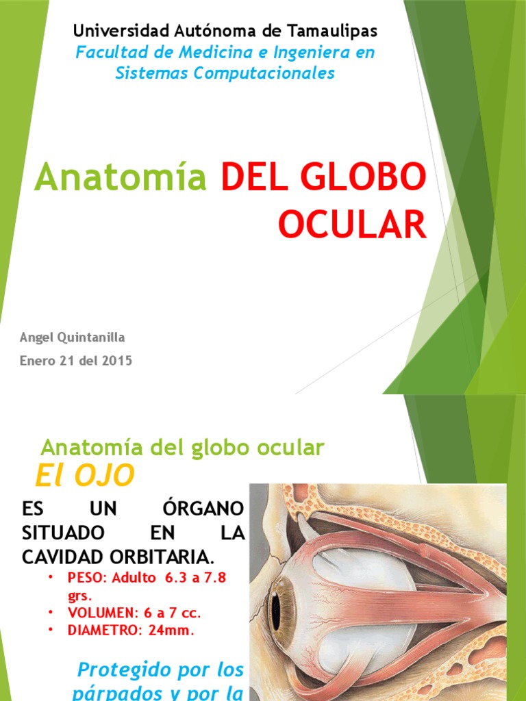 Anatomia y Fisiologia Del Globo Ocular | PDF | Ojo humano | Ojo