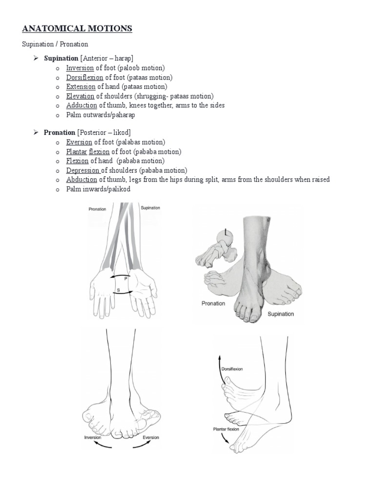 Anatomical Positions and Motions Explained | PDF | Social Science ...
