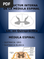 Sistematizacion de La Medula Espinal | PDF | Médula espinal | Materia gris