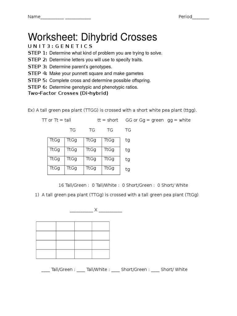 Dihybrid Cross Worksheet
