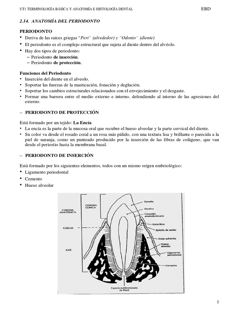 2.14.Anatom a Del Periodonto (1) | Diente humano | Hueso