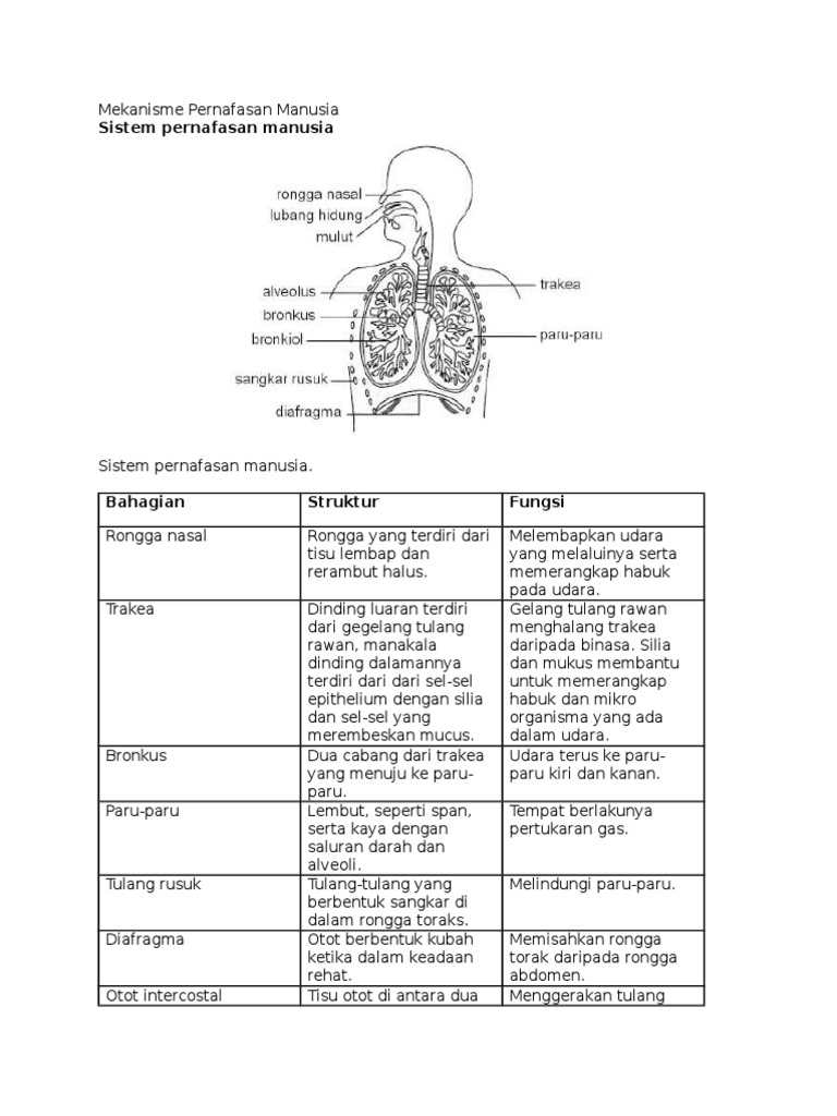 Chapter 1 Mekanisme Pernafasan Manusia | PDF
