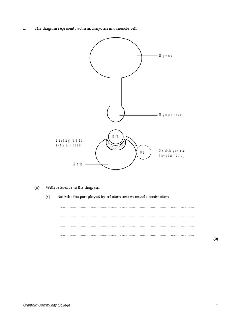 Muscle Contraction Mechanisms Explained | PDF | Muscle Contraction ...
