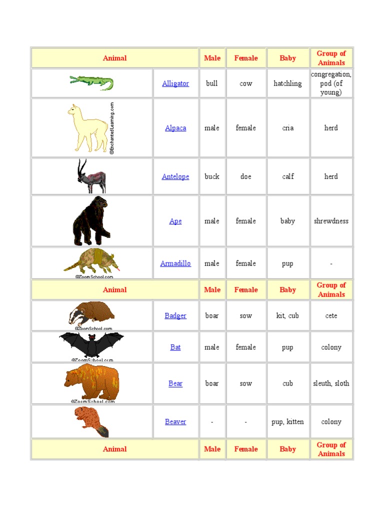 Animal Male Female Baby Group of Animals: Alligator | PDF | Sheep | Pig