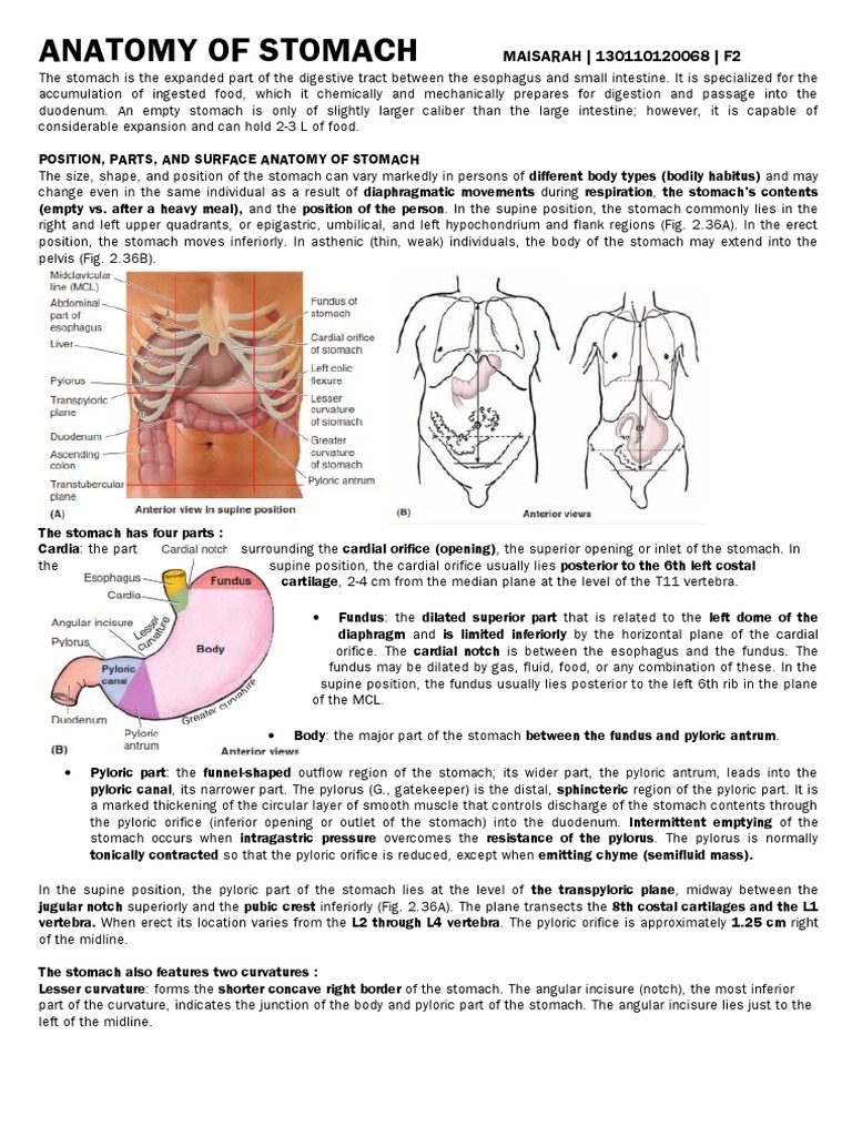 Anatomy of Stomach | PDF | Vagus Nerve | Stomach