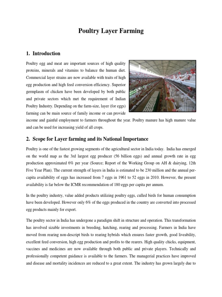 Poultry Layer | Poultry | Poultry Farming