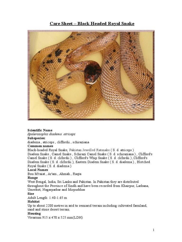 Care Sheet - Black Headed Royal Snake
