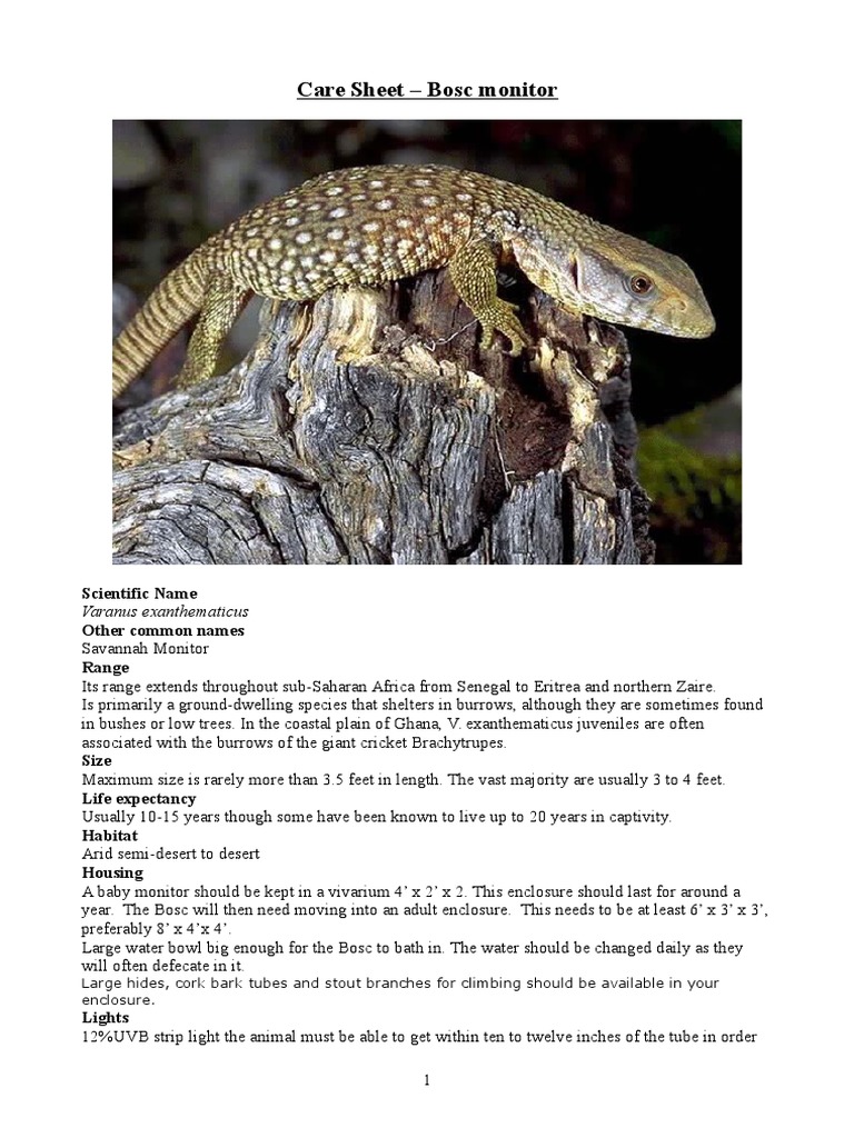 Care Sheet - Bosc Monitor | PDF | Organisms | Nature