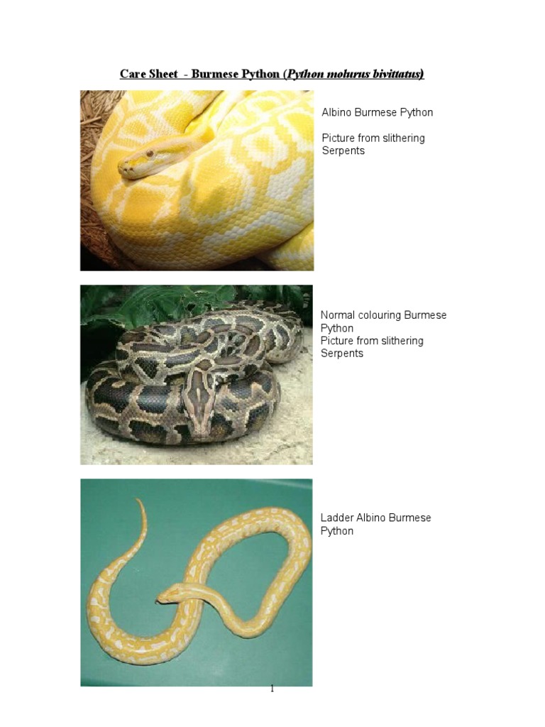 Care Sheet - Burmese Python | Download Free PDF | Snake | Nature