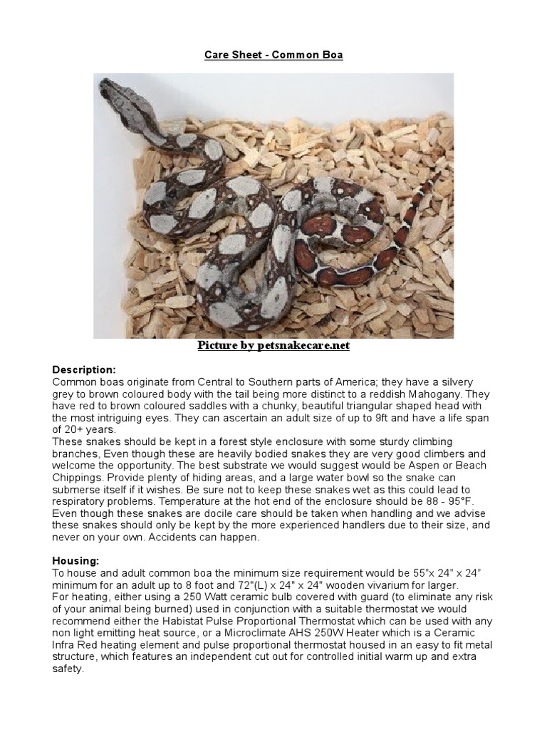 Care Sheet - Common boa | Snake | Thermostat