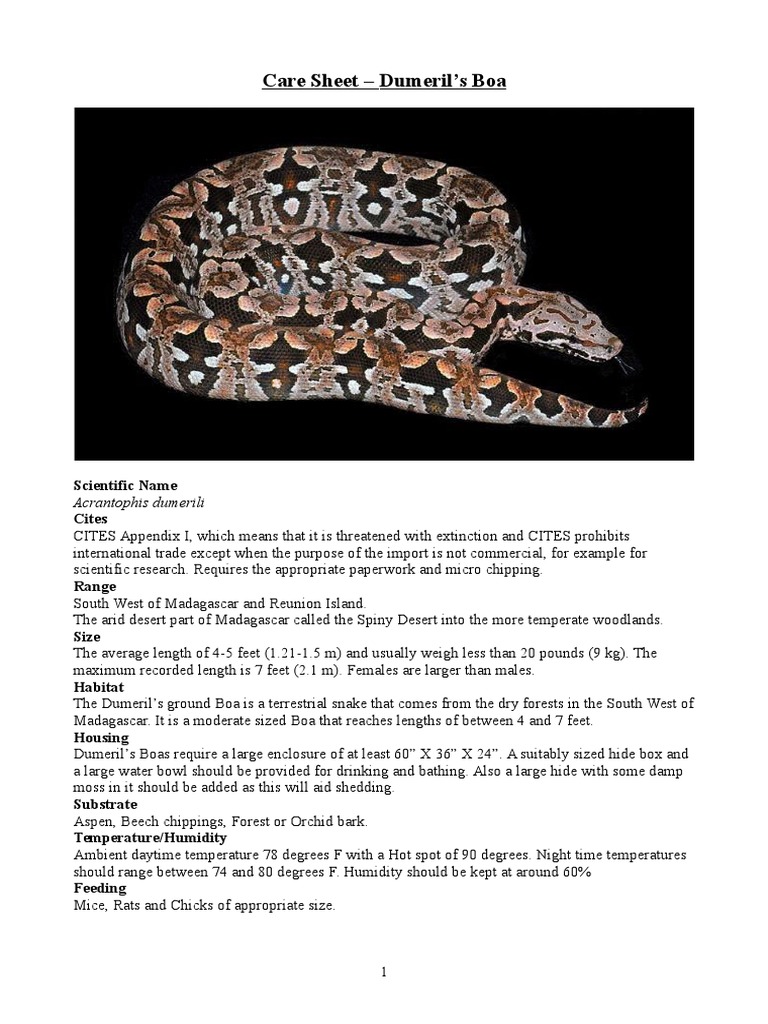 Care Sheet - Dumeril's Boa | PDF | Desert | Predation