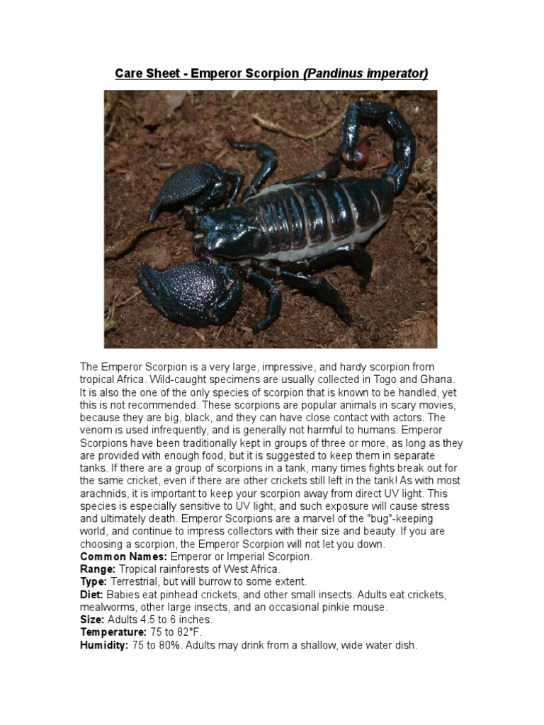Emperor Scorpion Care Guide | PDF | Nature
