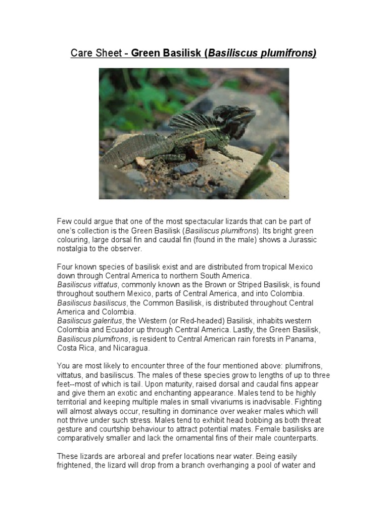 Care Sheet - Green Basilisk | PDF | Egg | Central America
