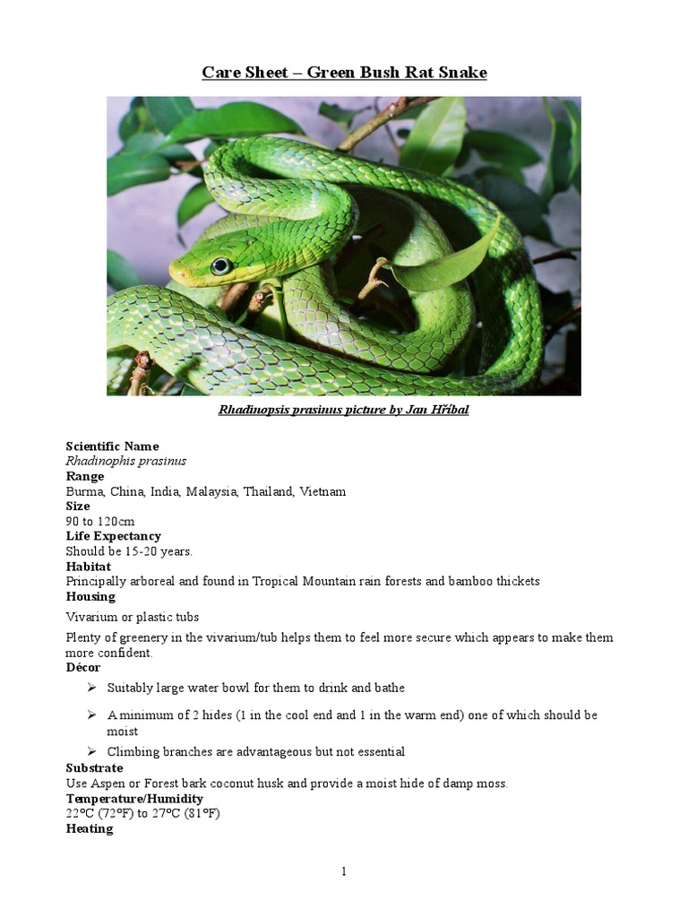 Care Sheet - Green Bush Rat Snake | PDF | Vivarium | Organisms