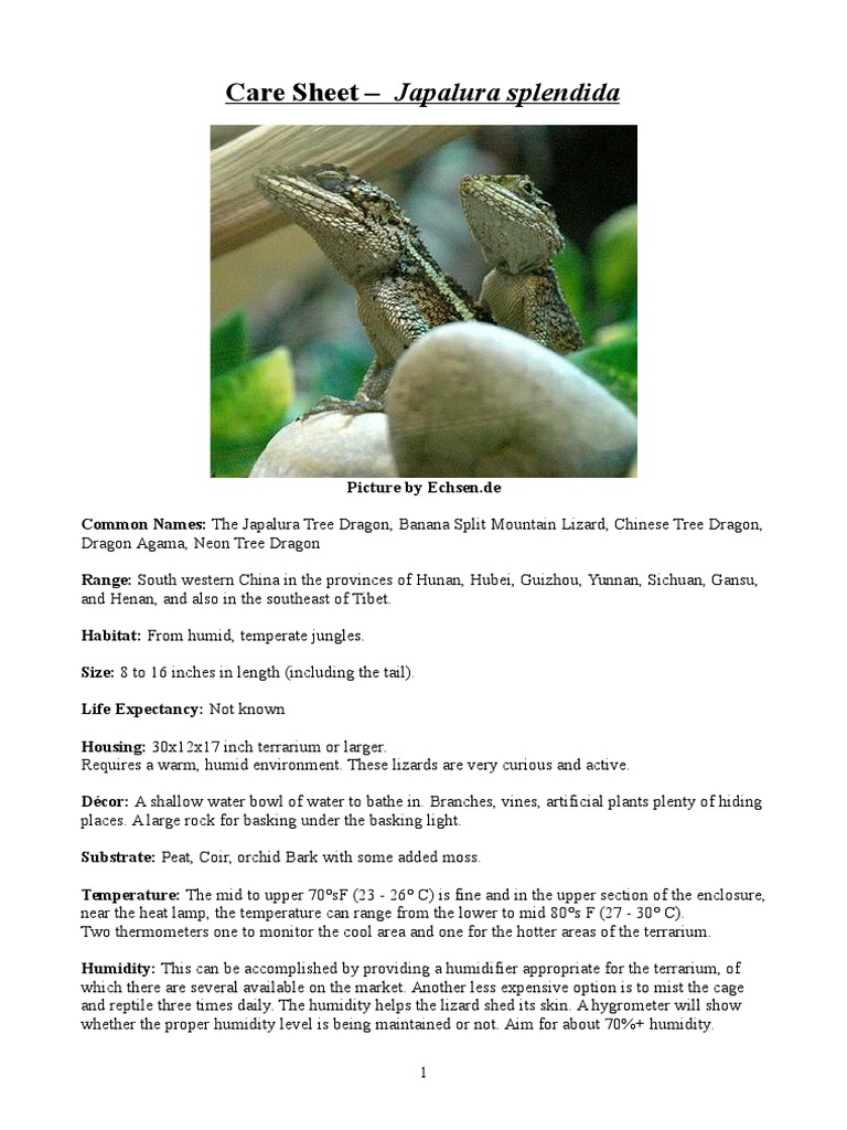 Japalura Tree Dragon Care Guide | PDF | Organisms | Nature