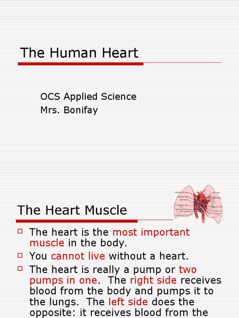 The Human Heart | PDF | Heart | Blood
