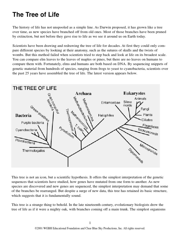3 Life | PDF | Eukaryotes | Cell (Biology)