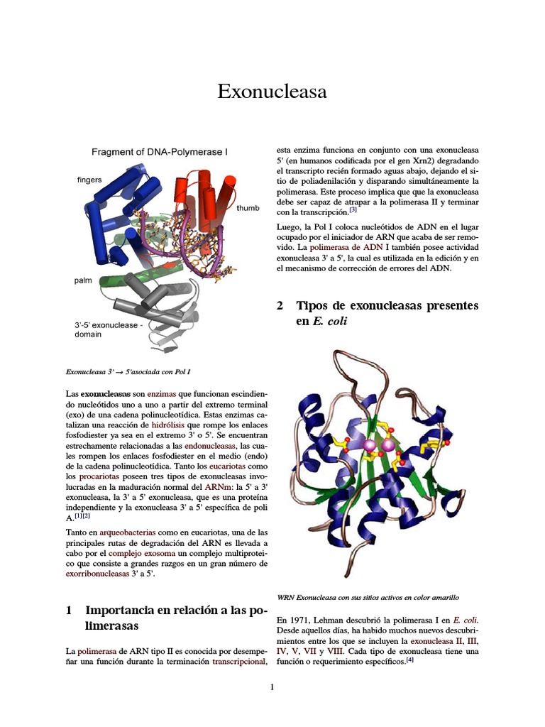 Exonucleasa | PDF | Proteínas | Biología estructural