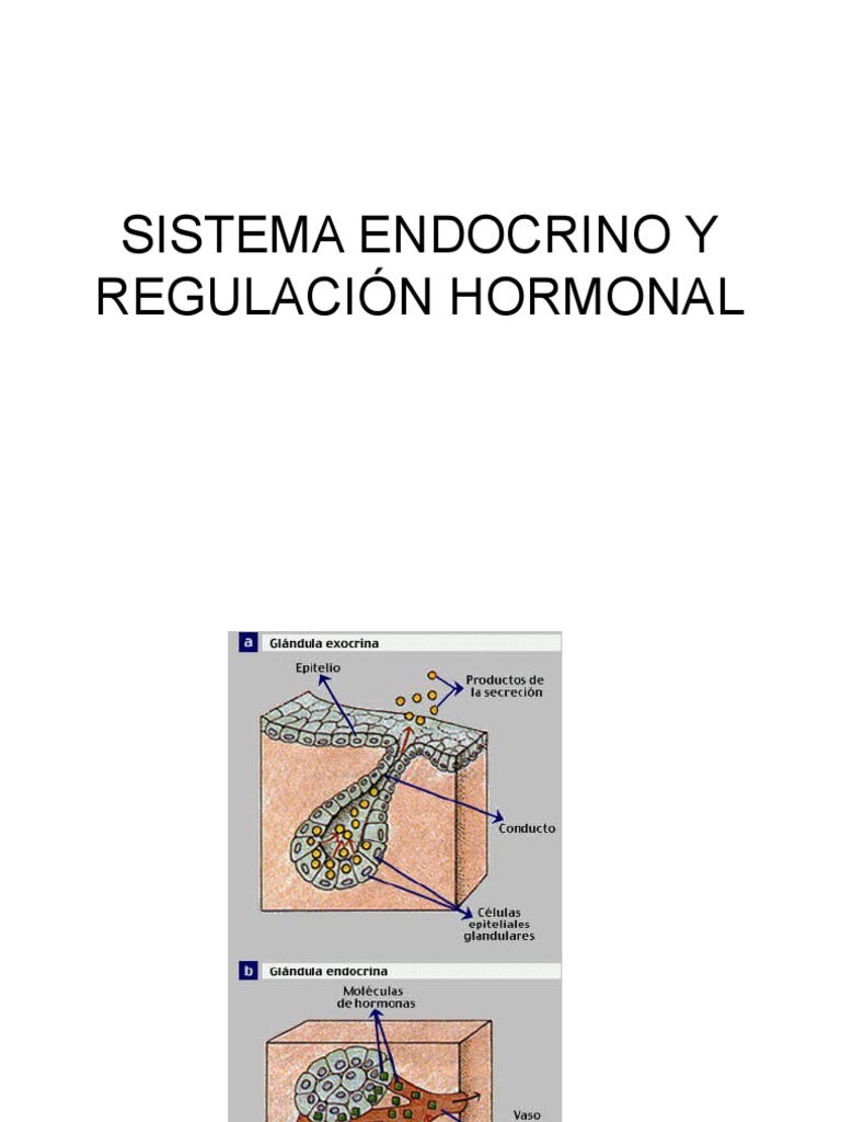 Sistema Endocrino y Regulacion Hormonal | PDF | Hormona | Hormona estimulante de la tiroides