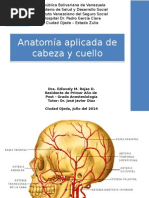 Ramillete de Riolano | Anatomía humana | Cabeza y cuello humanos